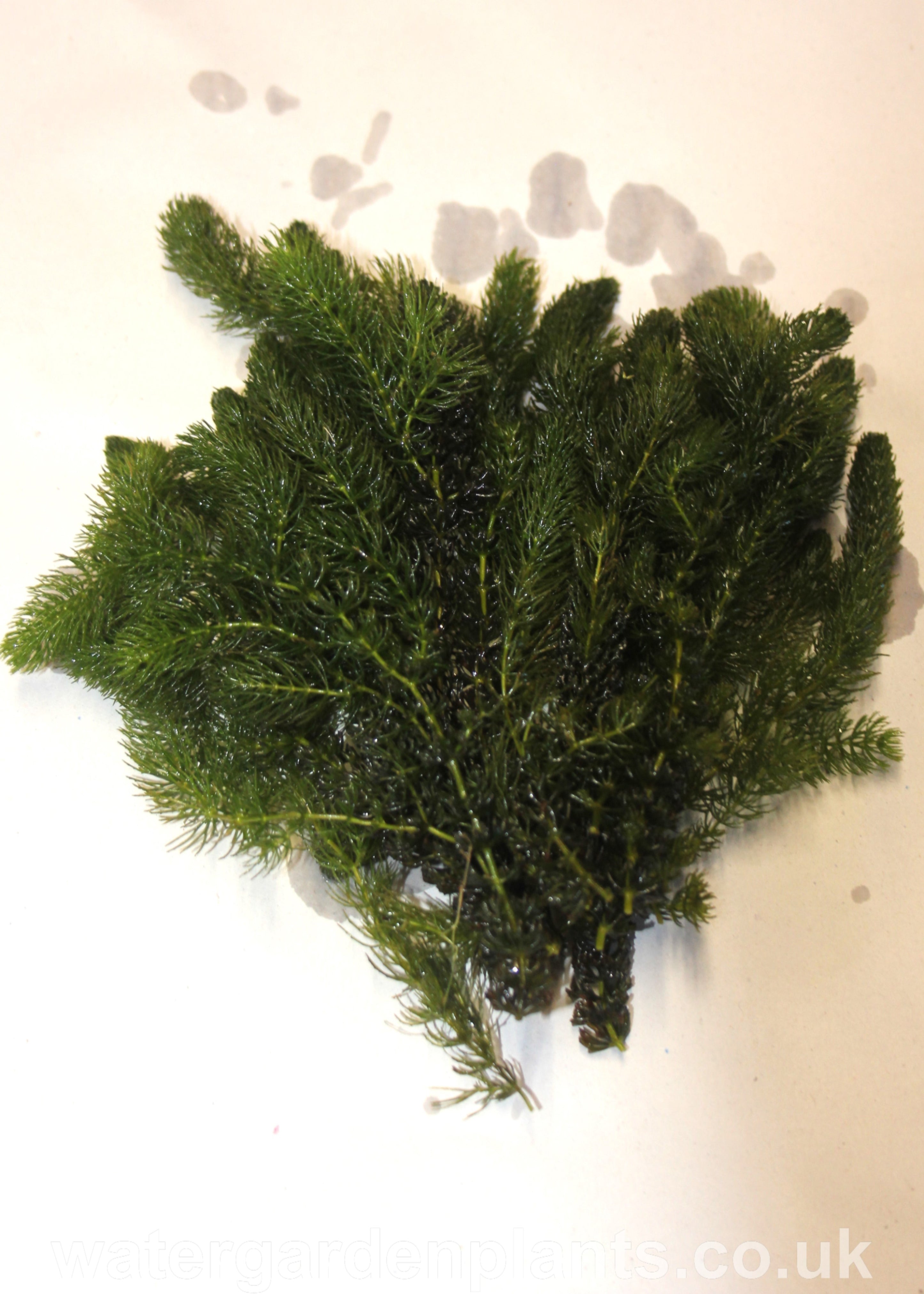 Ceratophyllum - Water Garden Plants