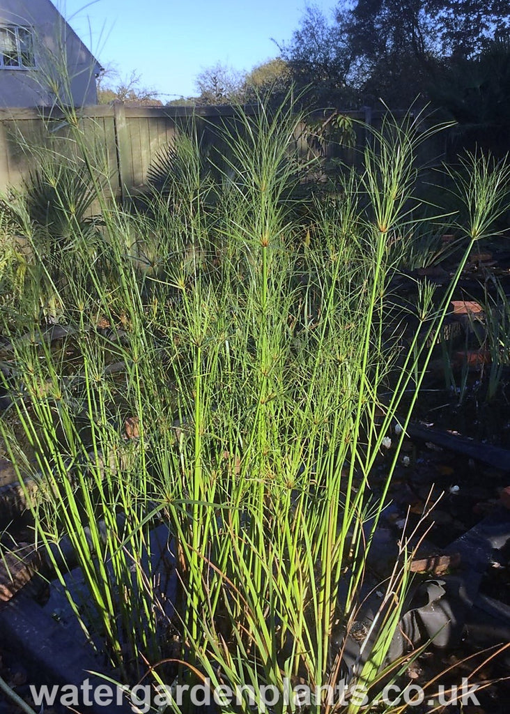 Cyperus giganteus - Mexican Papyrus (Rare Hardy Variety) - EXCLUSIVE ...