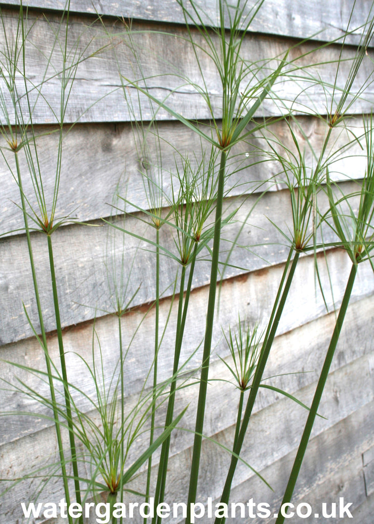Cyperus giganteus - Mexican Papyrus (Rare Hardy Variety) - EXCLUSIVE ...
