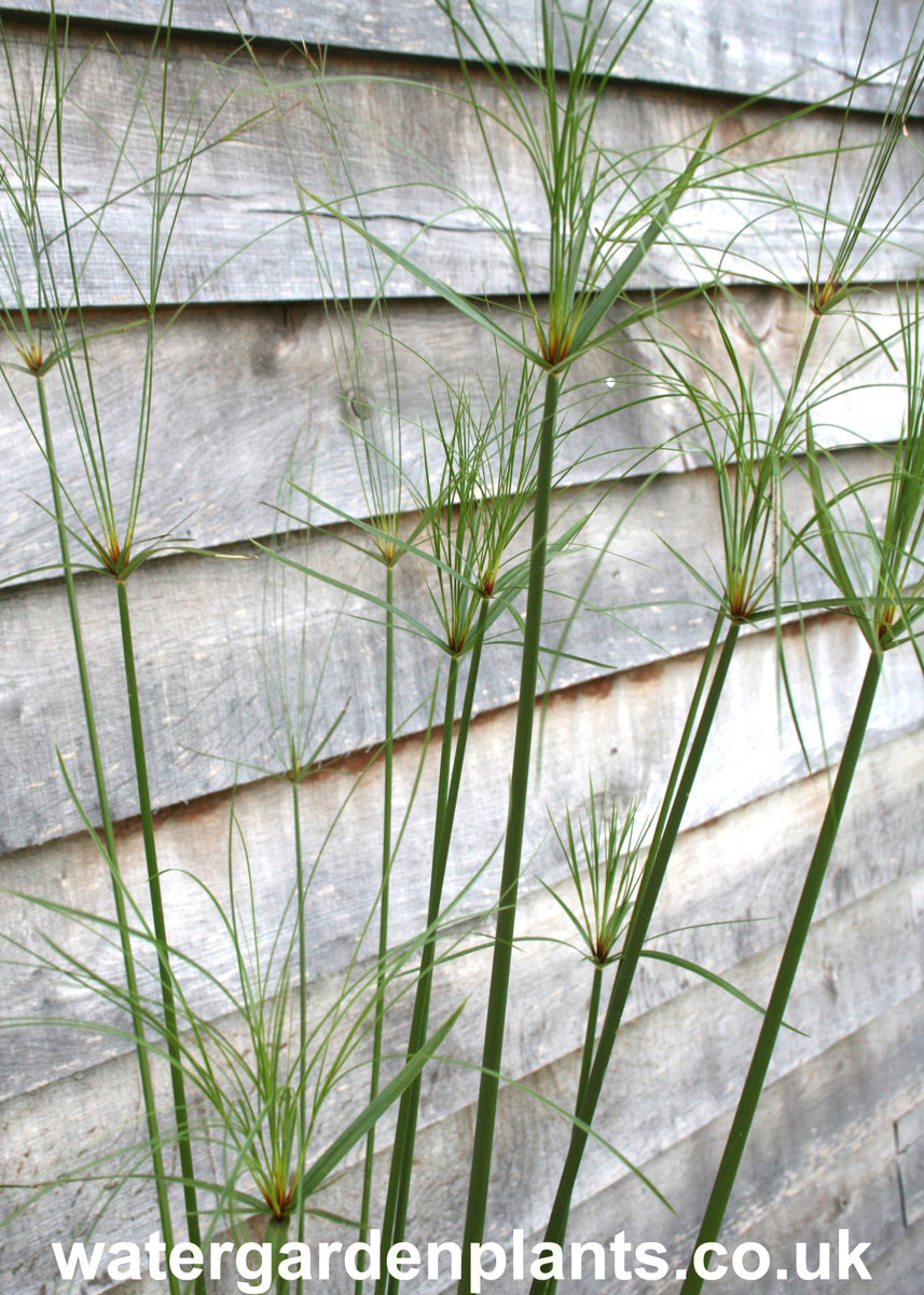 Cyperus giganteus - Mexican Papyrus (Rare Hardy Variety) - EXCLUSIVE ...