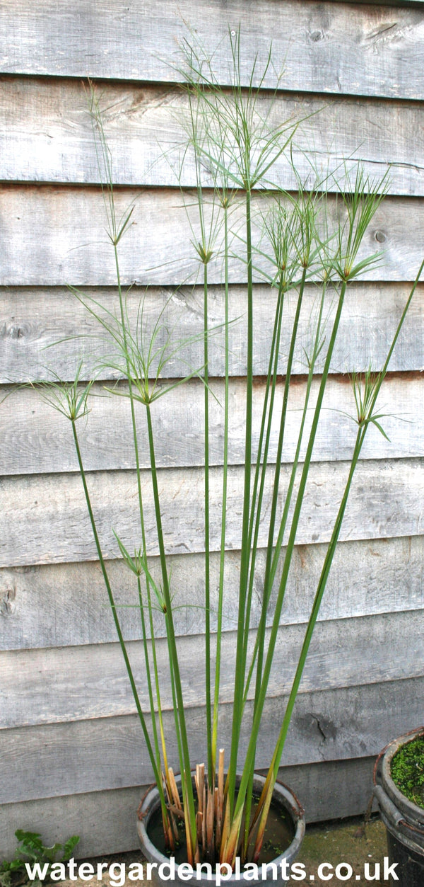 Cyperus giganteus - Mexican Papyrus (Rare Hardy Variety) - EXCLUSIVE ...