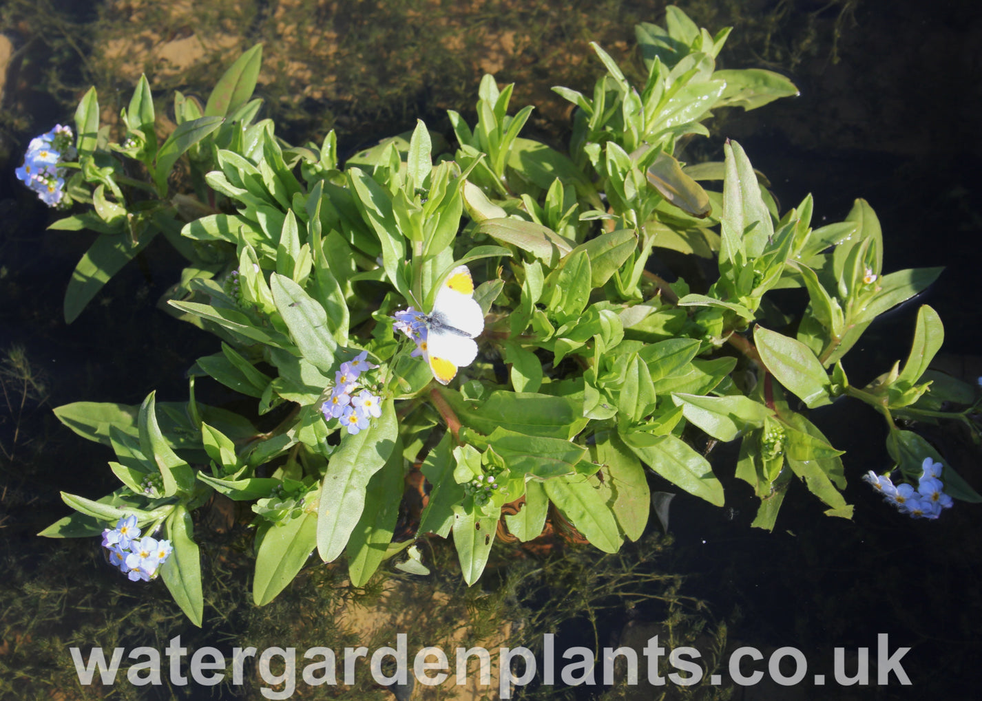 Myosotis scorpioides - Water Garden Plants