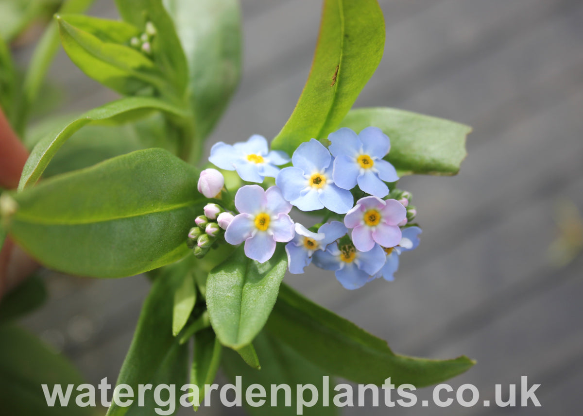 Myosotis scorpioides - Water Garden Plants