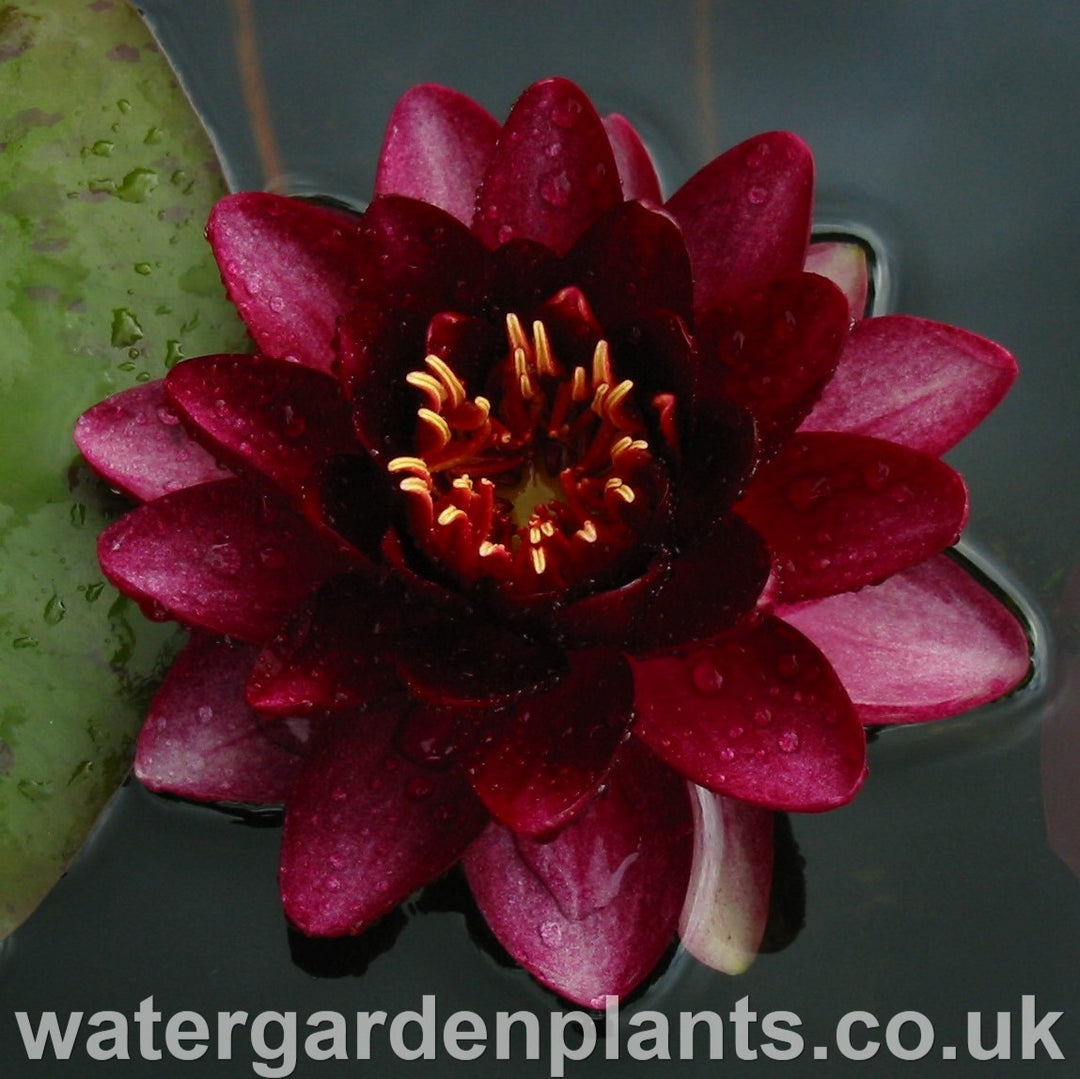 Nymphaea 'Almost Black' – Water Garden Plants
