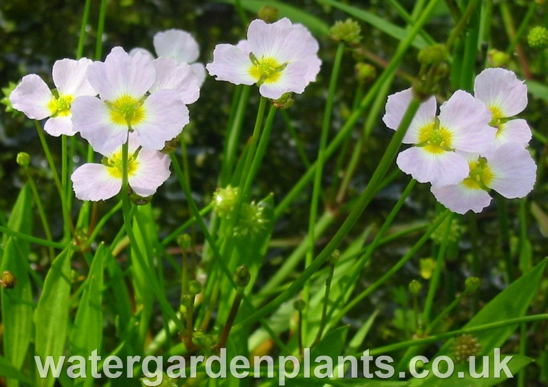Baldellia ranunculoides - Water Garden Plants