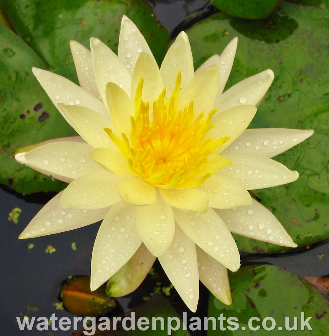 Nymphaea 'Charlene Strawn' - Water Garden Plants