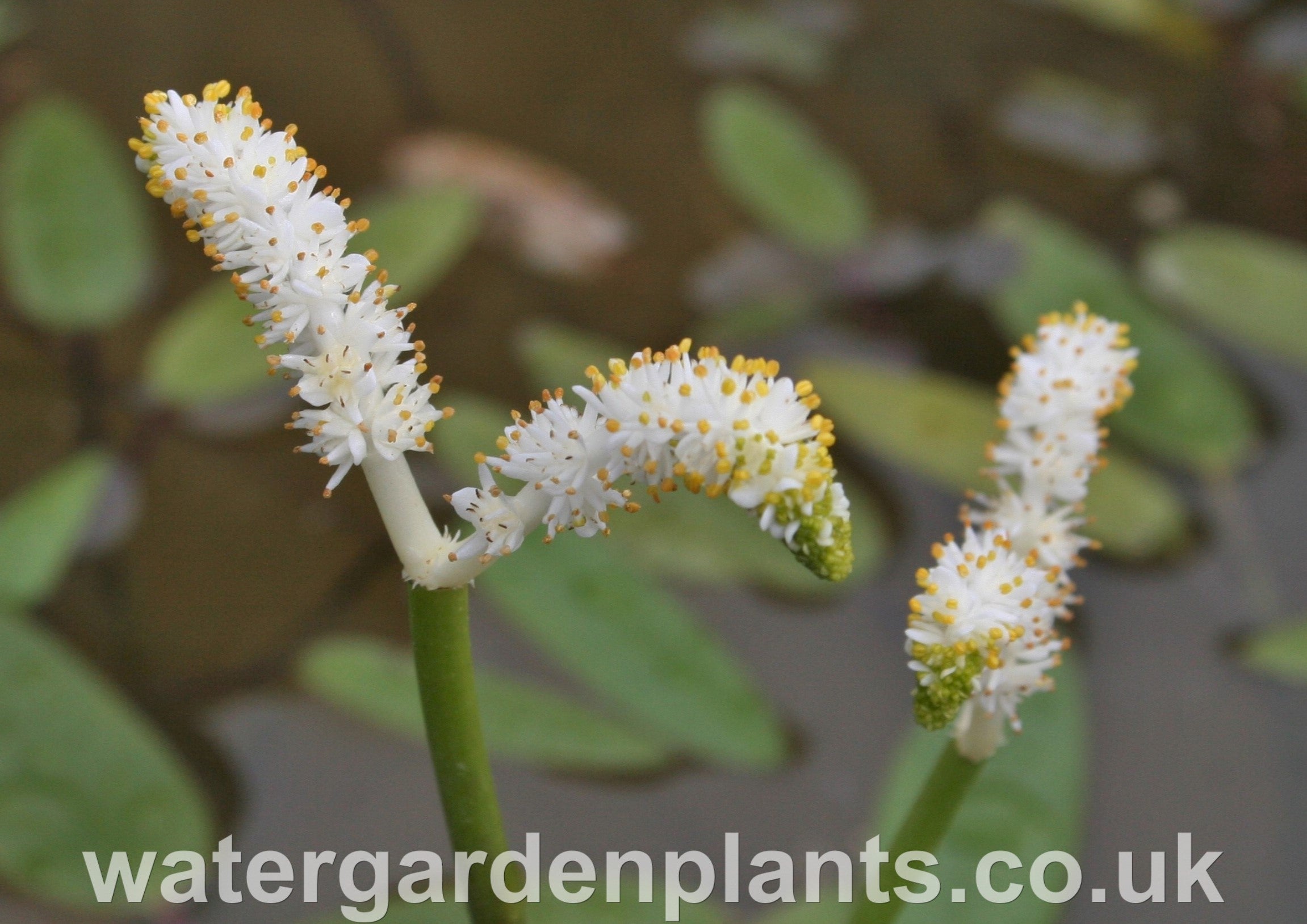 Aponogeton desertorum - Water Garden Plants