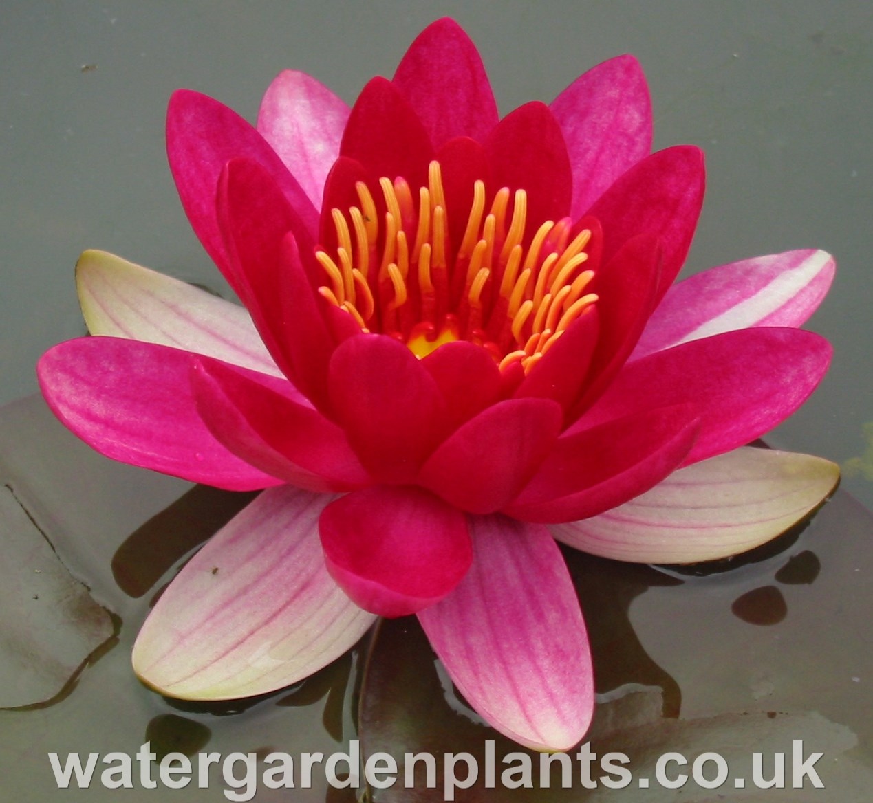 Nymphaea 'Escarboucle' - Water Garden Plants