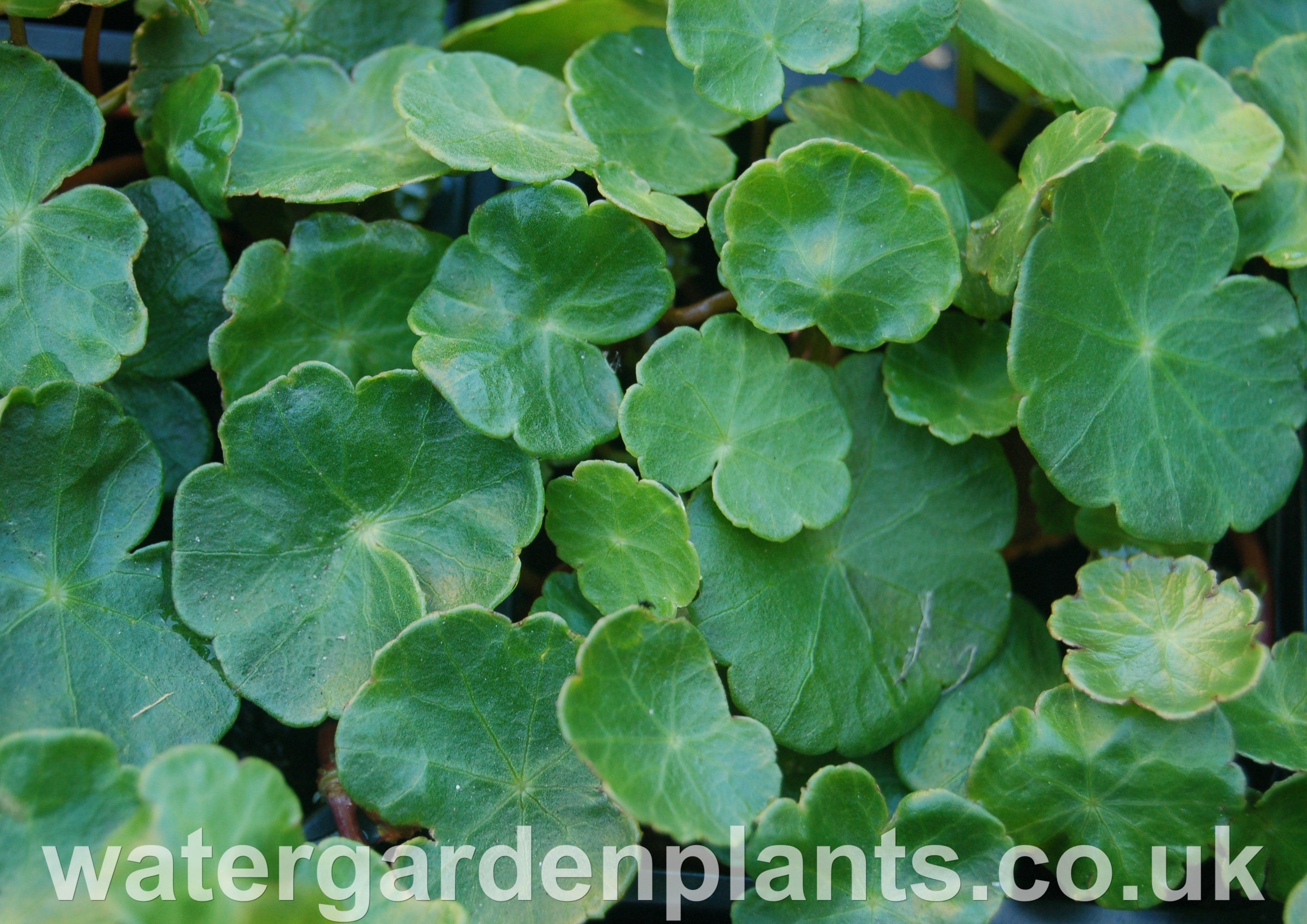 Hydrocotyle vulgaris - Water Garden Plants