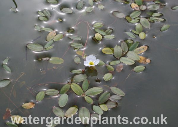 Luronium natans - Floating Water-Plantain – Water Garden Plants