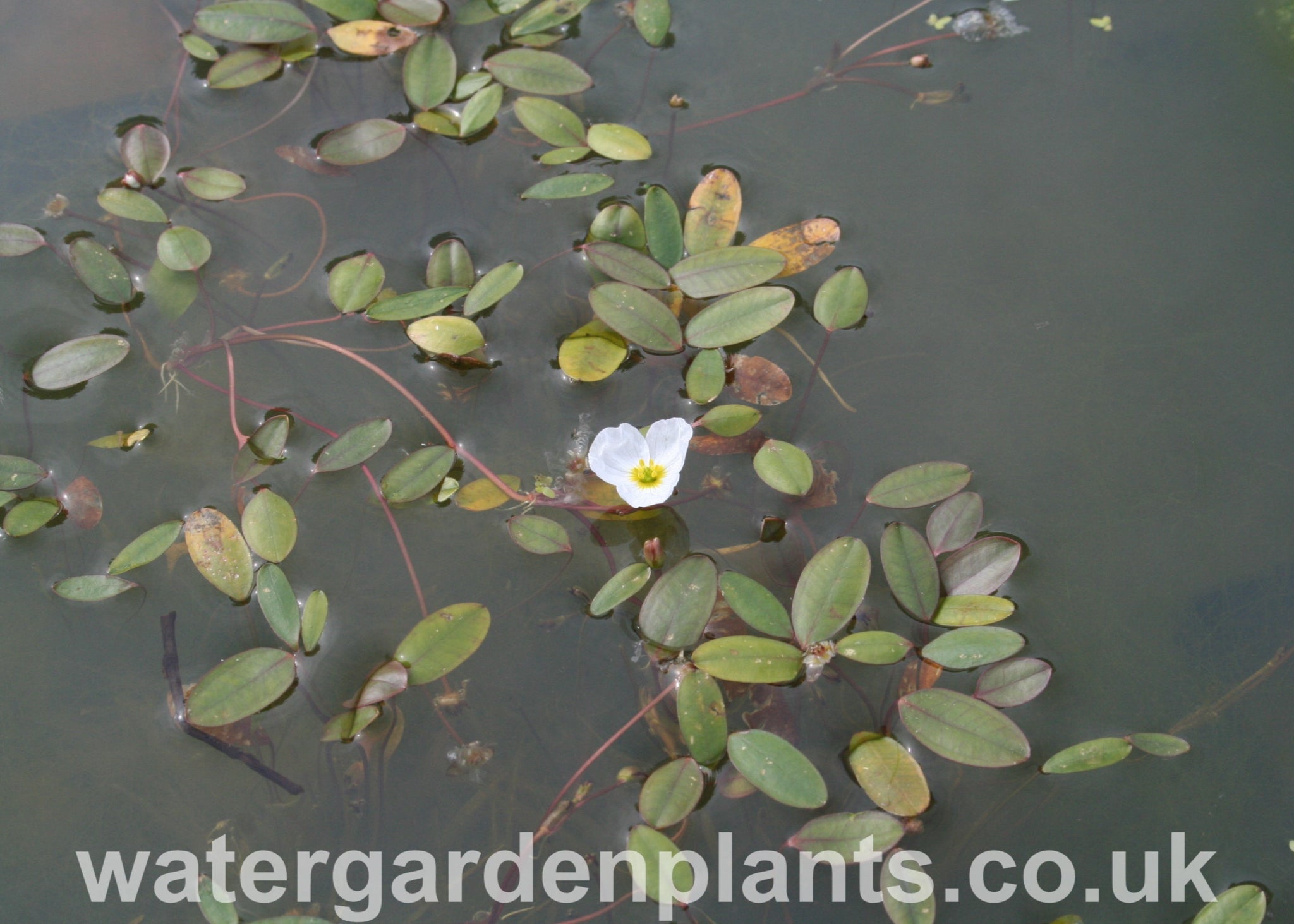 Luronium natans - Floating Water-Plantain – Water Garden Plants