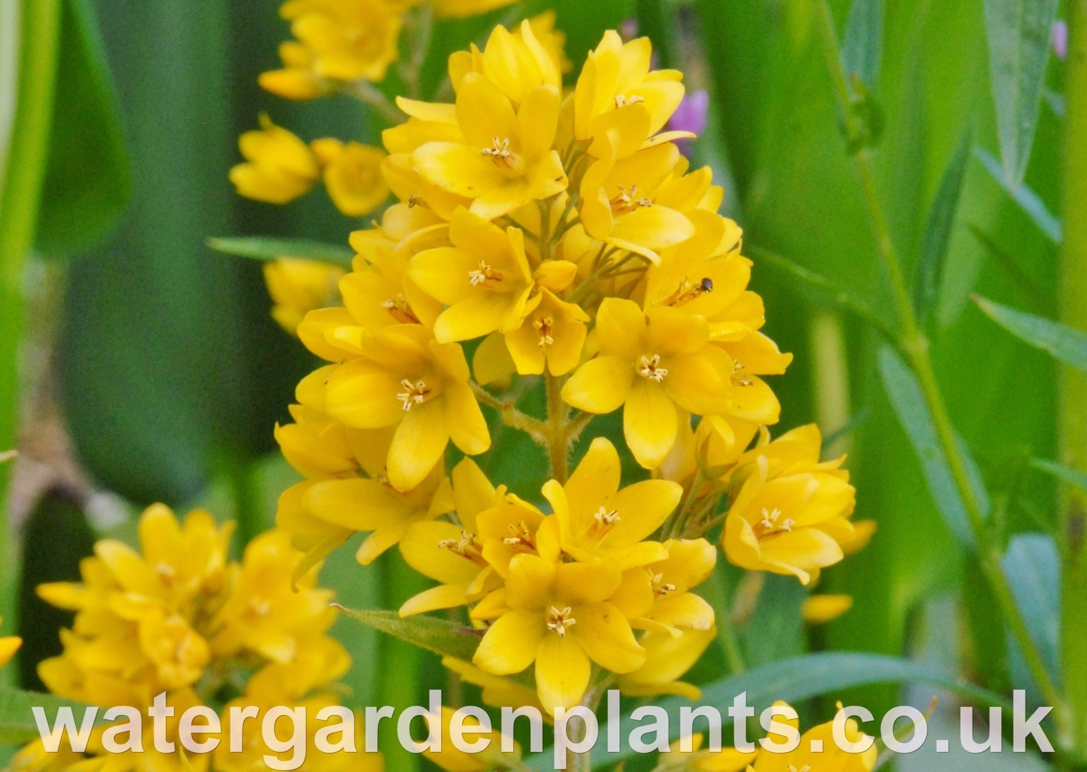 Lysimachia vulgaris - Water Garden Plants