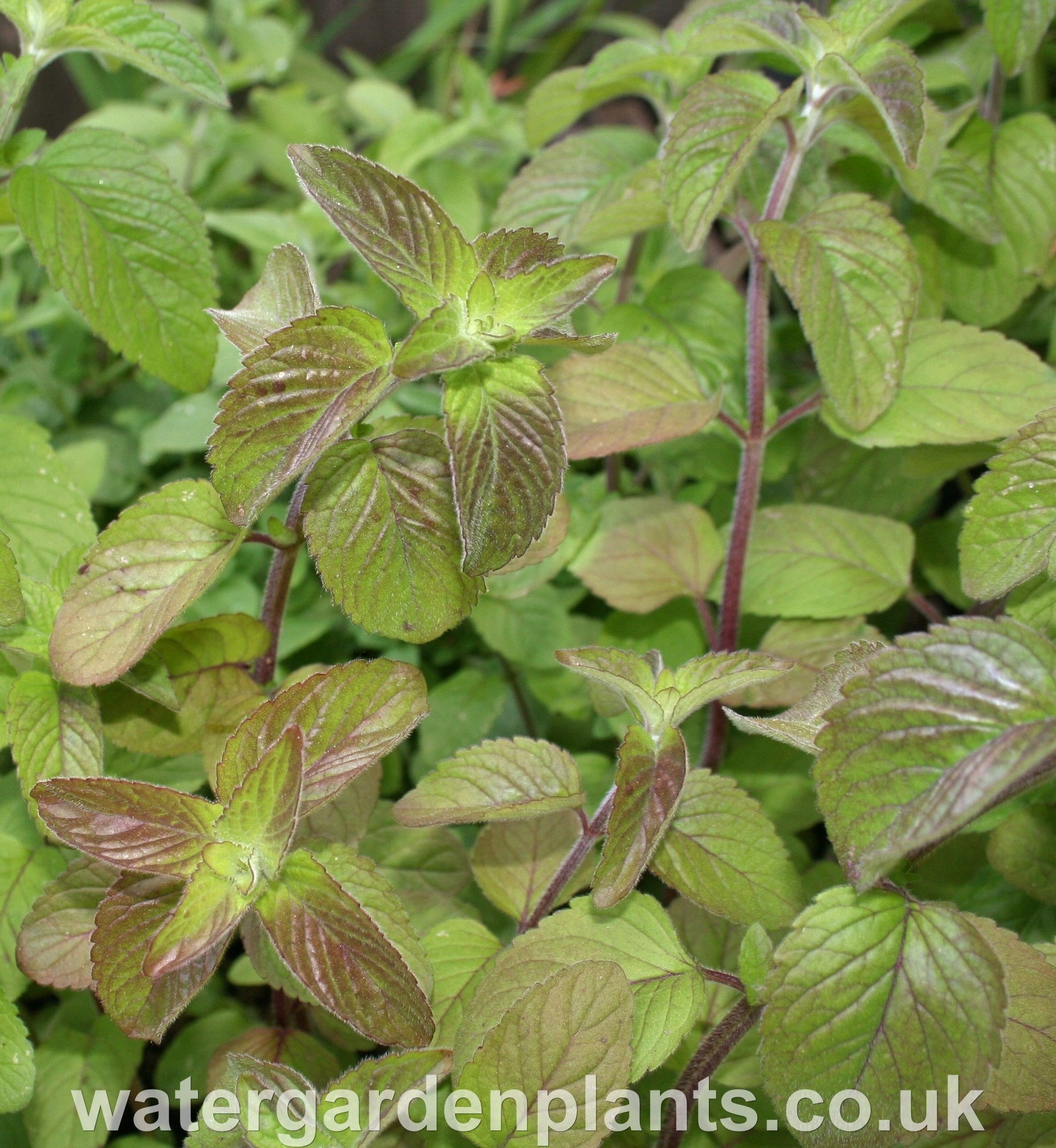 Mentha aquatica - Water Garden Plants