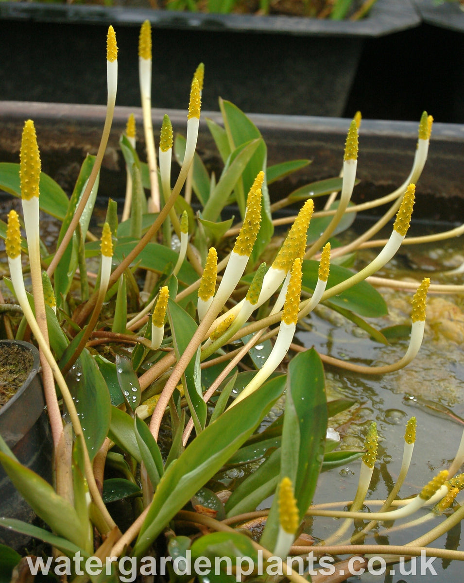 Orontium aquaticum - Water Garden Plants