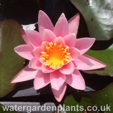 Nymphaea 'Pink Sensation' - Water Garden Plants