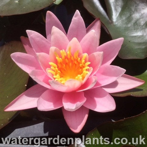 Nymphaea 'Pink Sensation' - Water Garden Plants