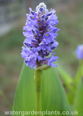 Pontederia cordata - Water Garden Plants