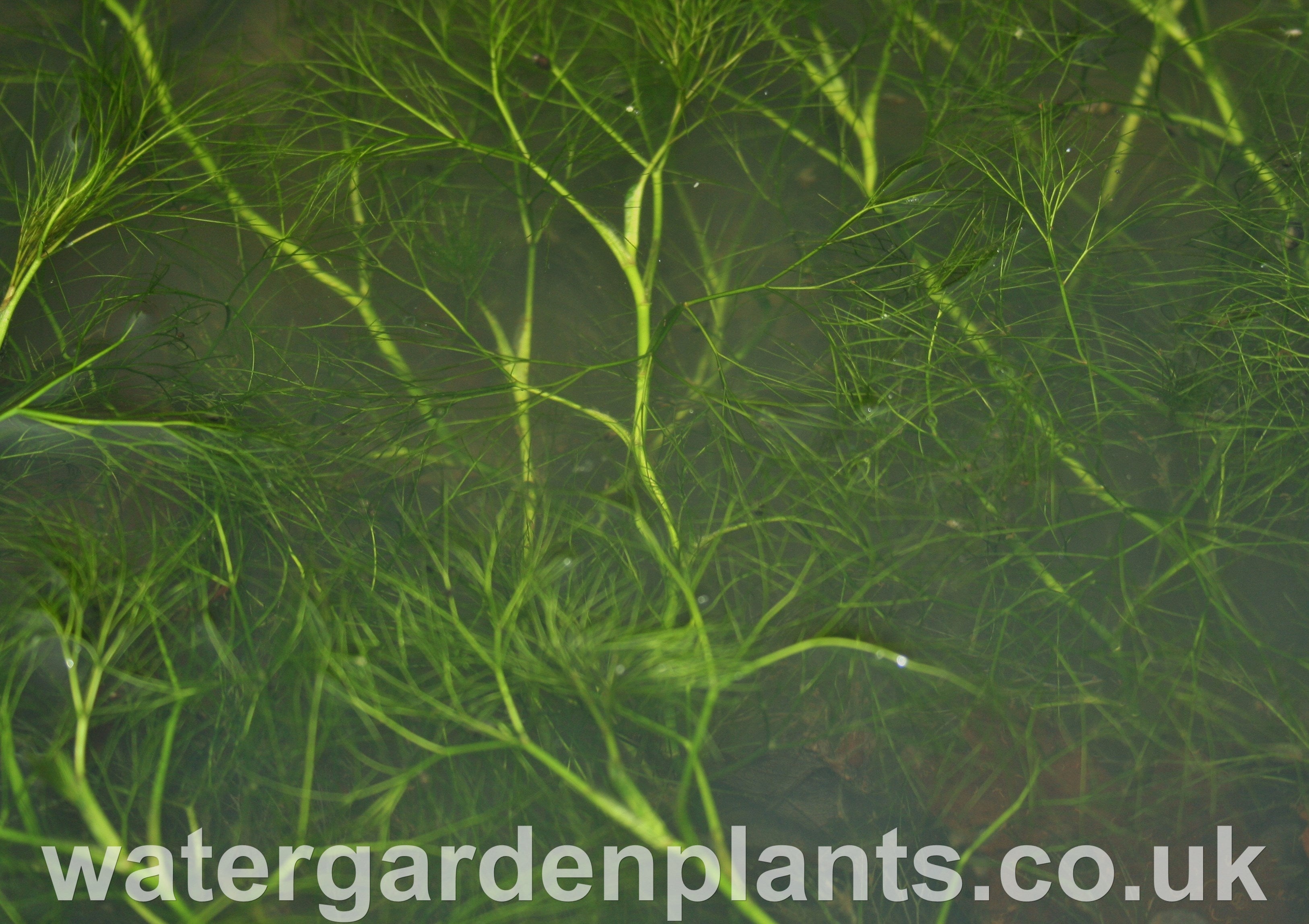 Ranunculus aquatilis - Water Garden Plants