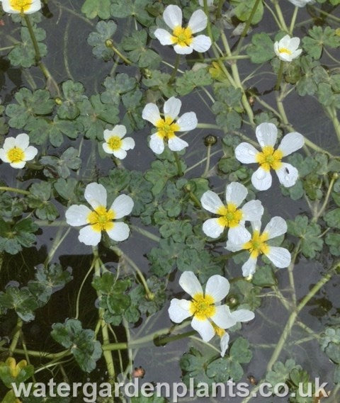 Ranunculus aquatilis - Water Garden Plants