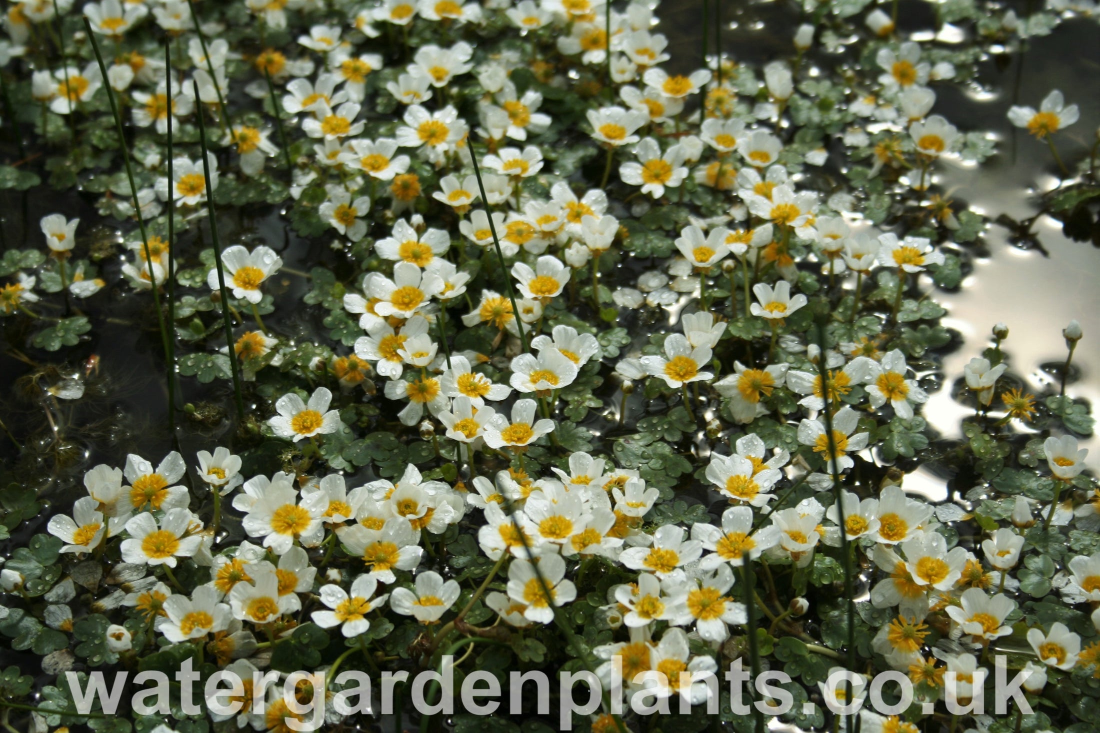 Ranunculus aquatilis - Water Garden Plants