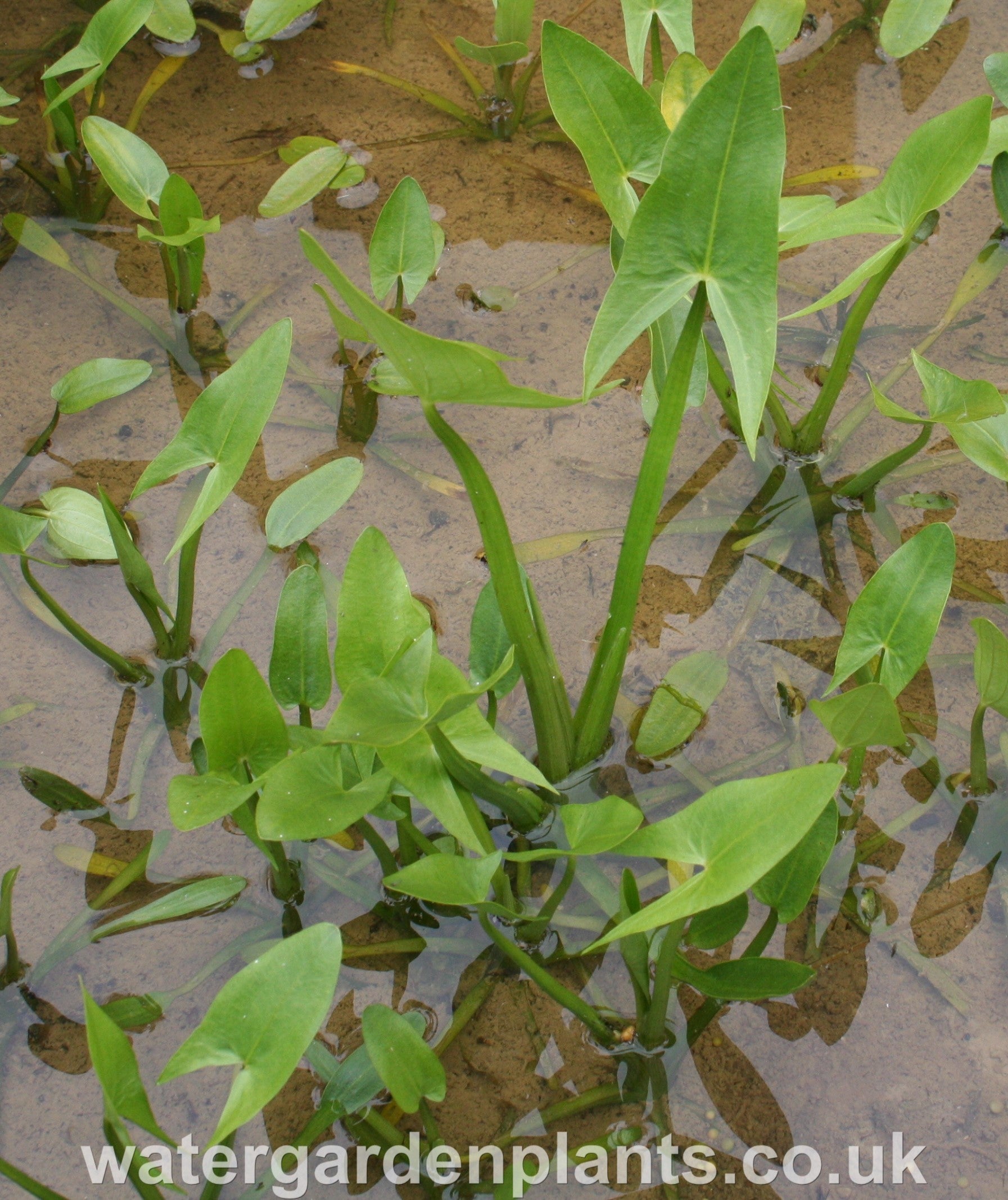 Sagittaria sagittifolia - Arrowhead, Swamp Potato – Water Garden Plants