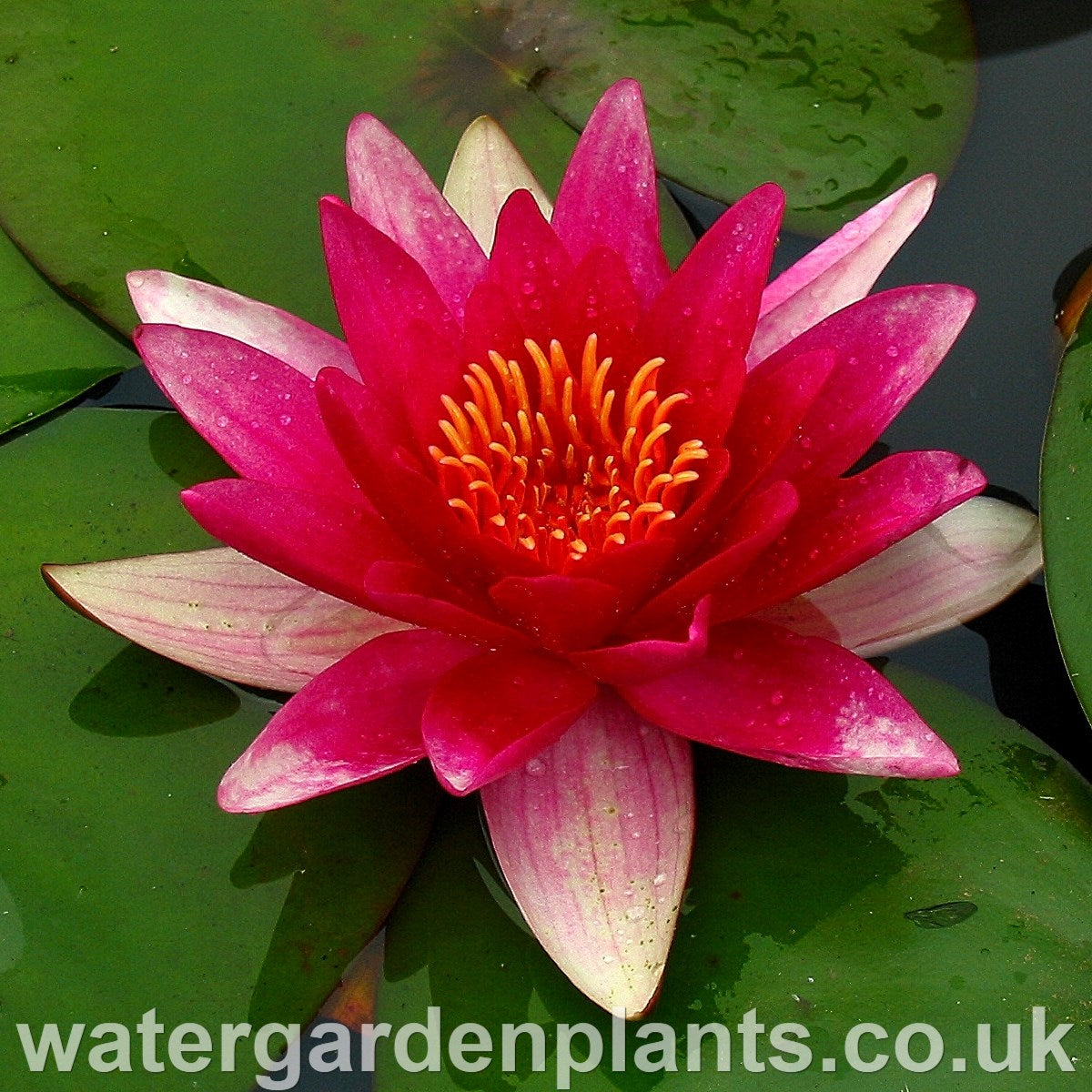 Nymphaea 'Escarboucle' - Water Garden Plants