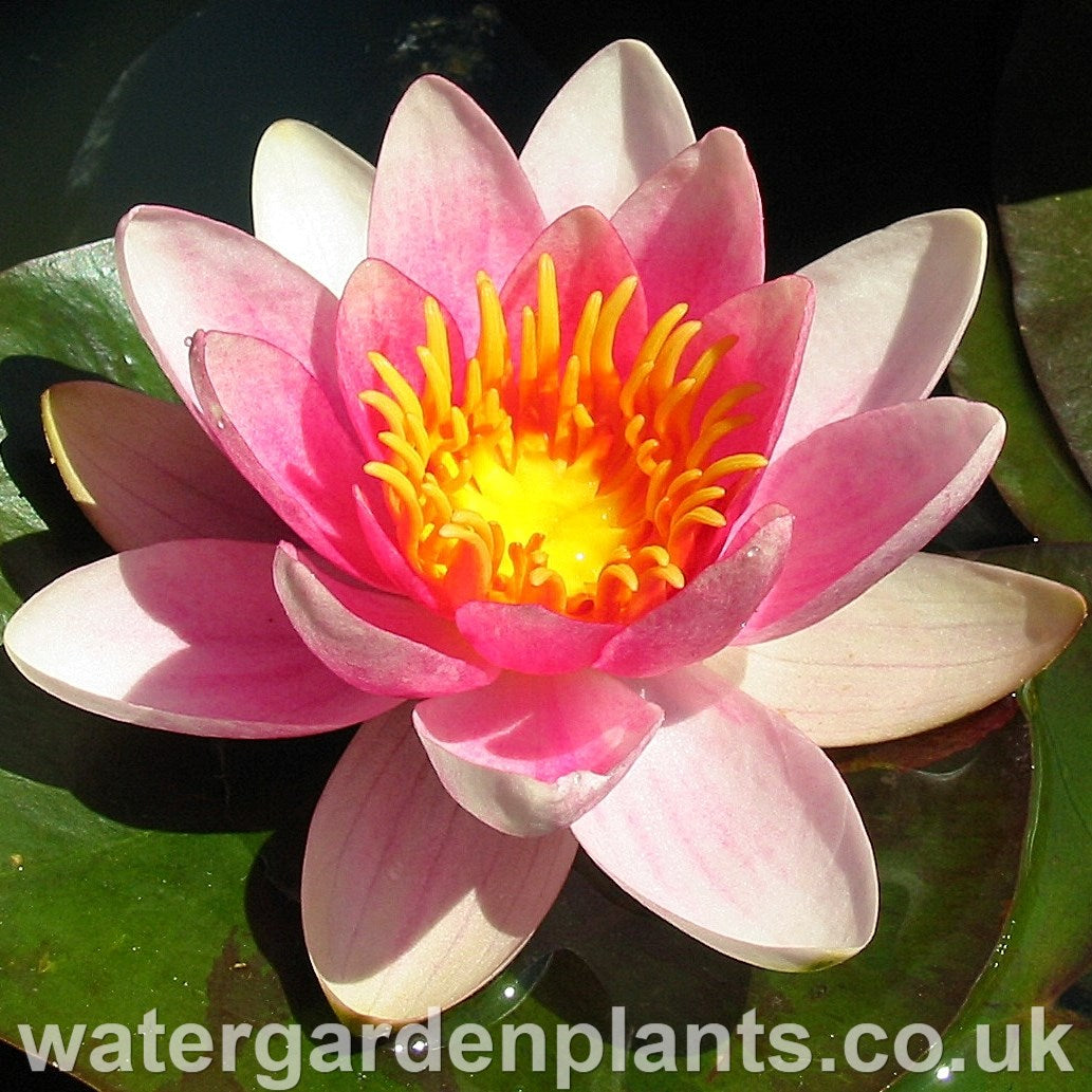 Nymphaea 'Laydekeri Rosea Prolifera' - Water Garden Plants