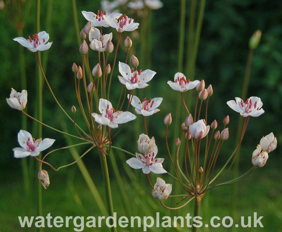 Butomus umbellatus White Form ('Schneeweisschen')- Water Garden Plants