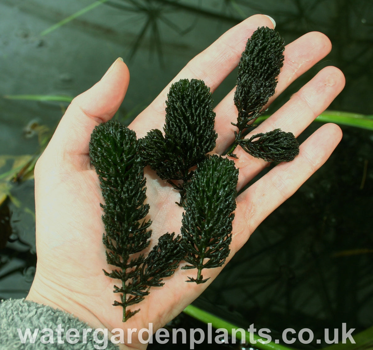 Ceratophyllum - Water Garden Plants