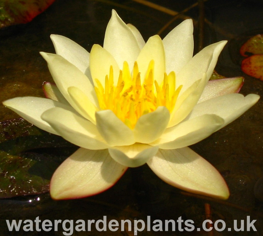 Nymphaea 'Pygmaea Helvola' - Water Garden Plants