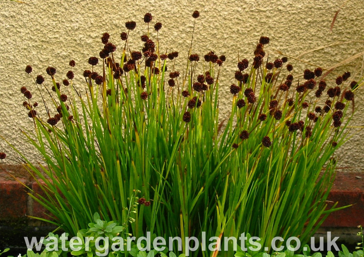 Juncus ensifolius - Water Garden Plants