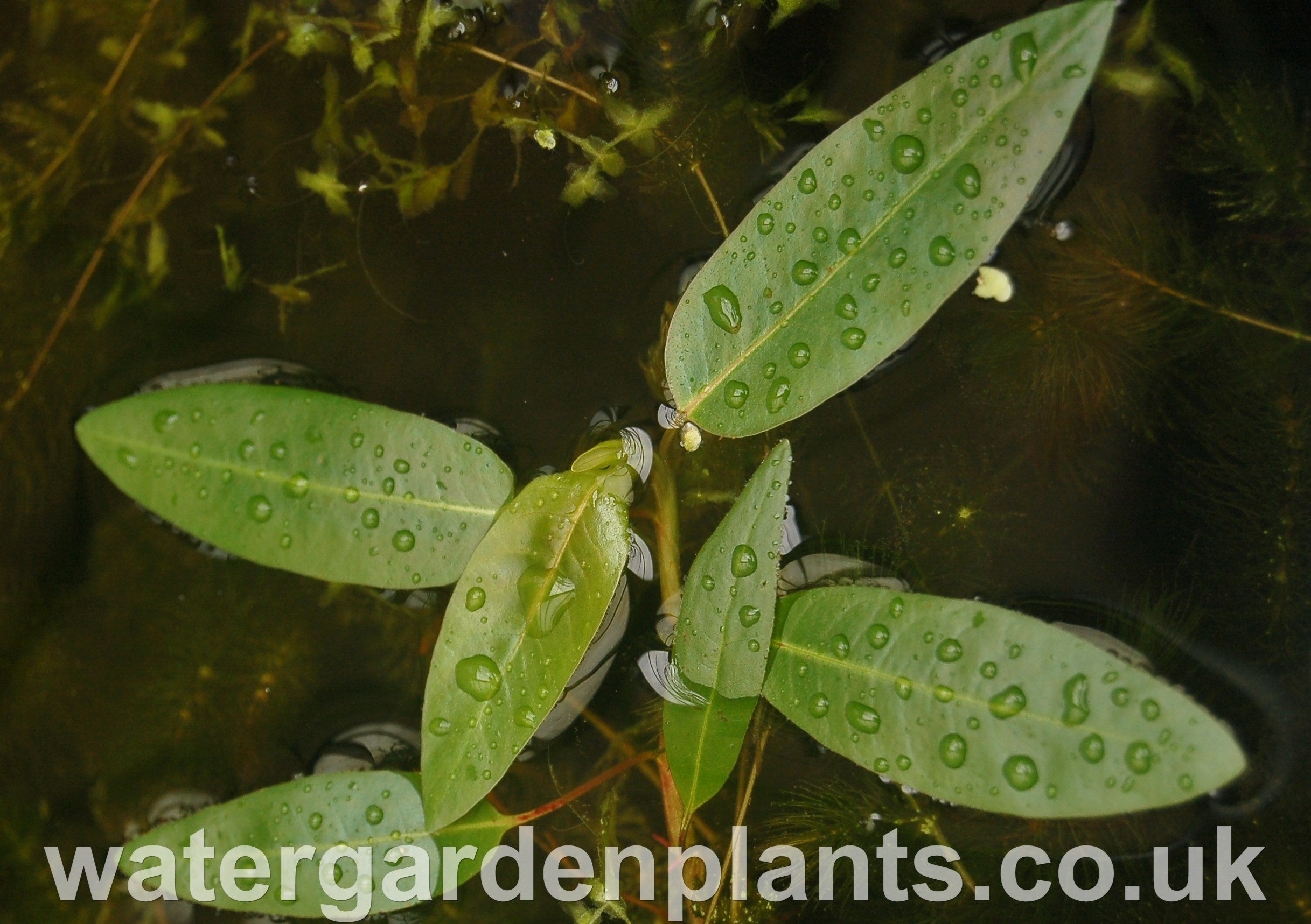 Persicaria amphibia - Water Garden Plants