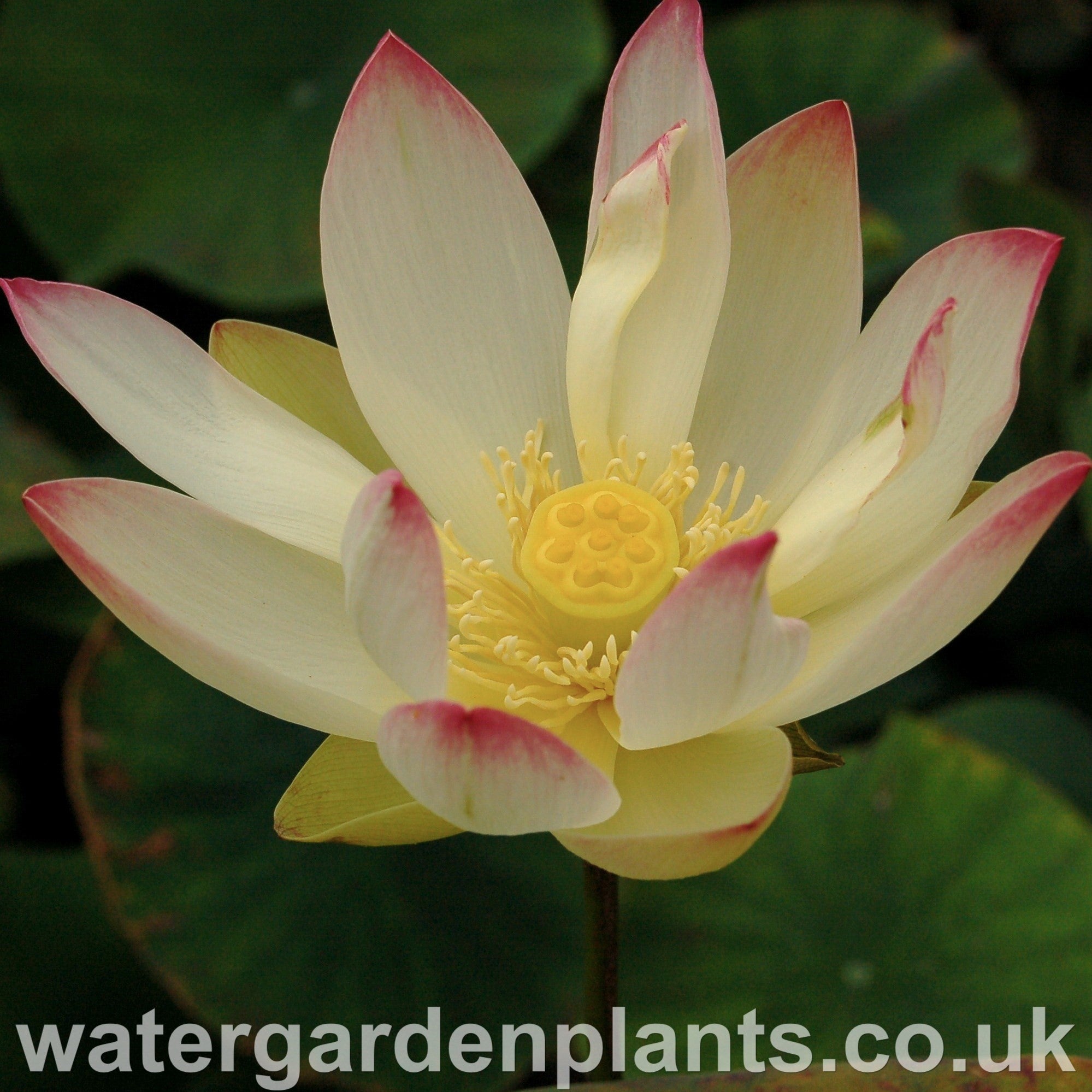 Rare or Exclusive Plants – Water Garden Plants