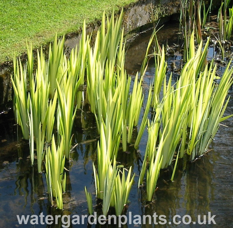 Iris pseudacorus 'Variegata' - Water Garden Plants